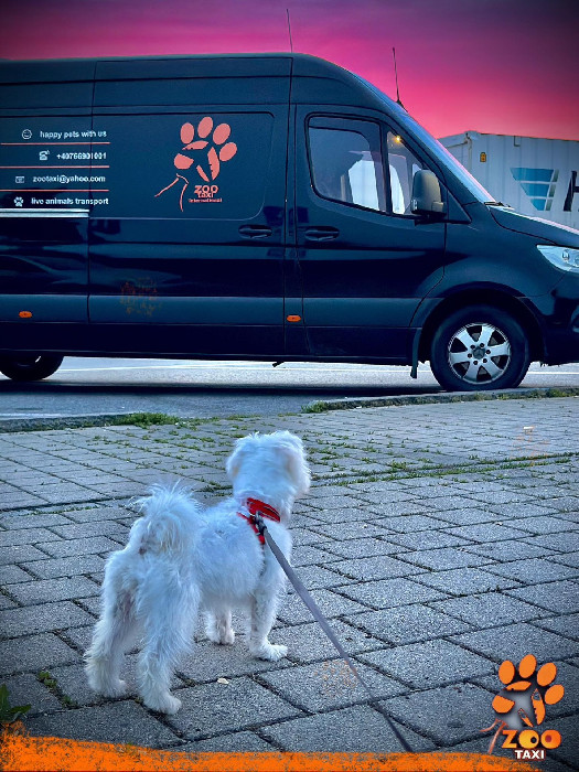 Transport animale în România , Europa și Anglia